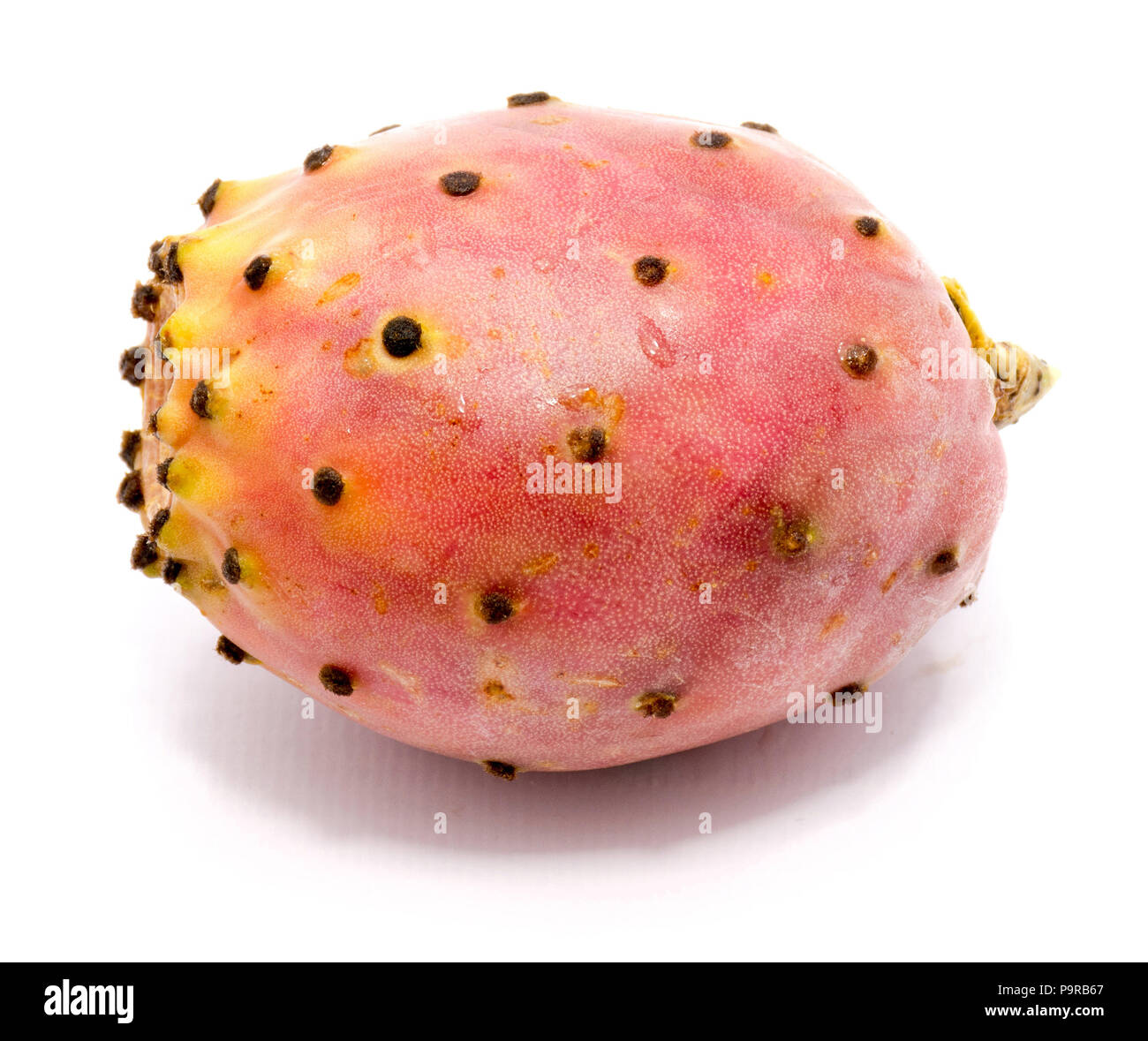 One whole pink prickly pear (opuntia) isolated on white background ...