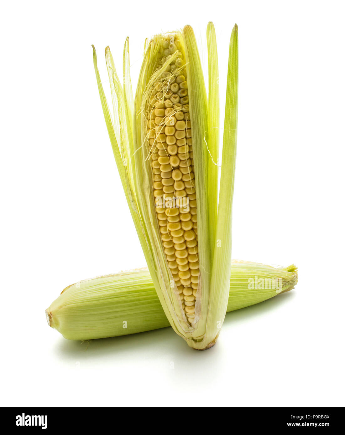 Indian Corn Cut Out