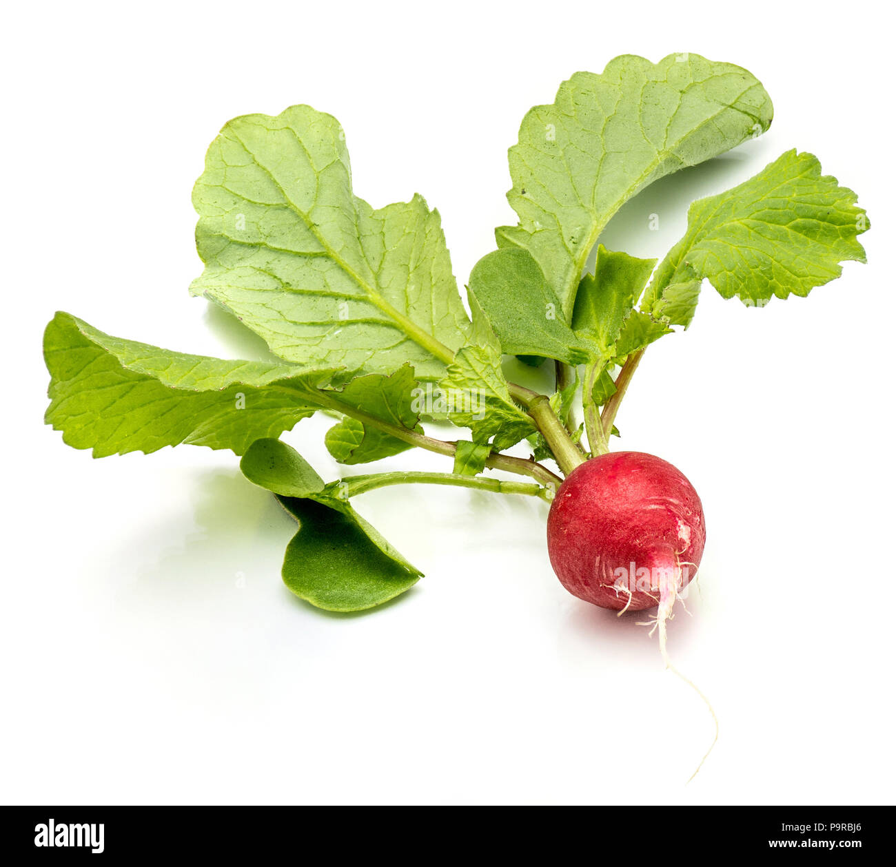 One whole red radish with fresh green leaves isolated on white ...