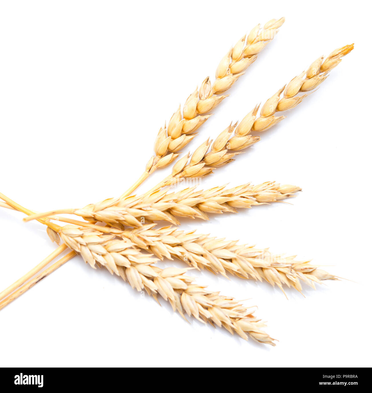 Wheat isolated on white background Stock Photo - Alamy