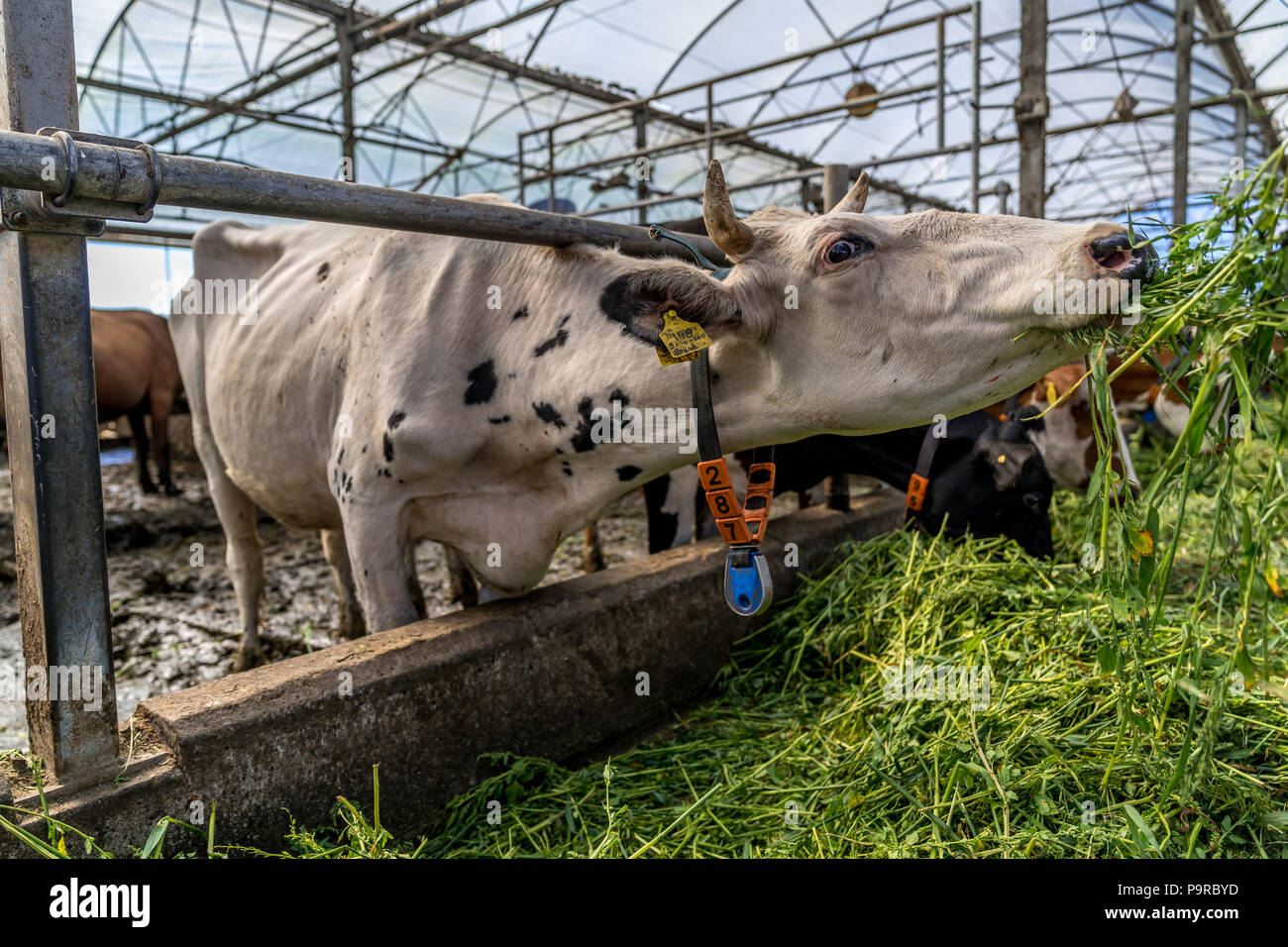 Dairy cows eating feedlot in hi-res stock photography and images - Alamy