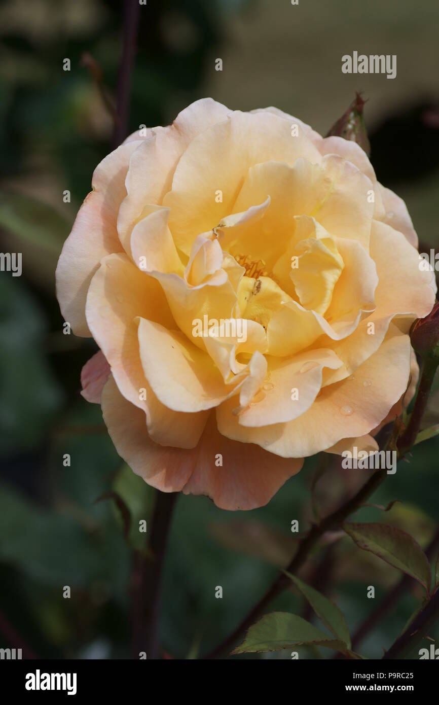 Rose and whisky hi-res stock photography and images - Alamy