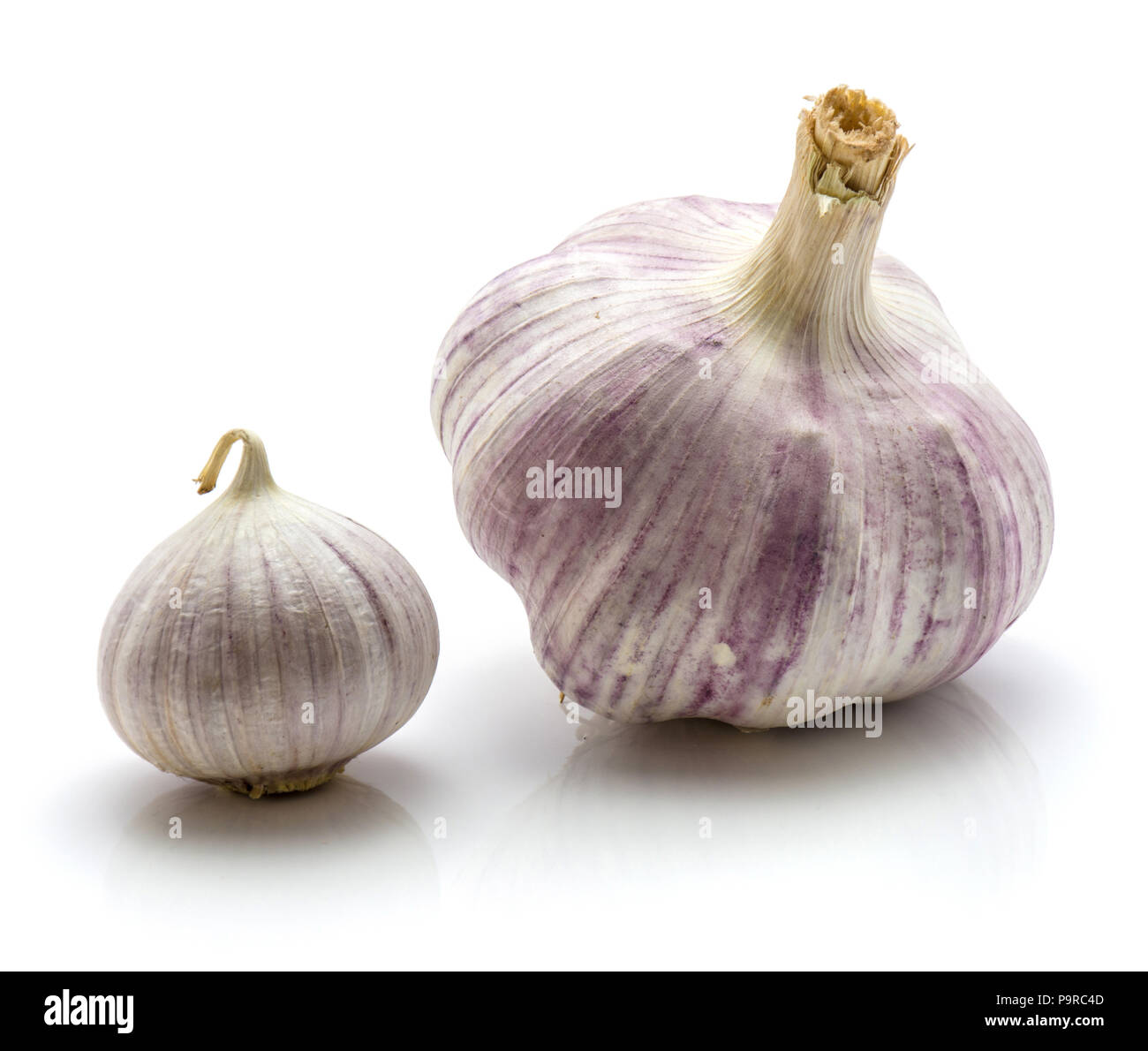 Comparing garlic and solo pearl garlic isolated on white background two ...