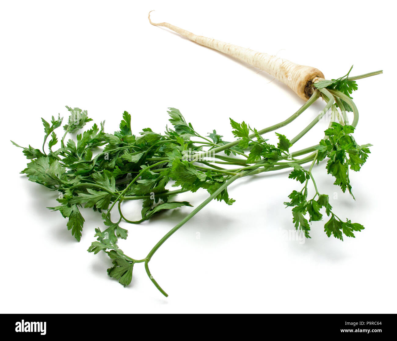 Flat leaved parsley garden hi-res stock photography and images - Alamy
