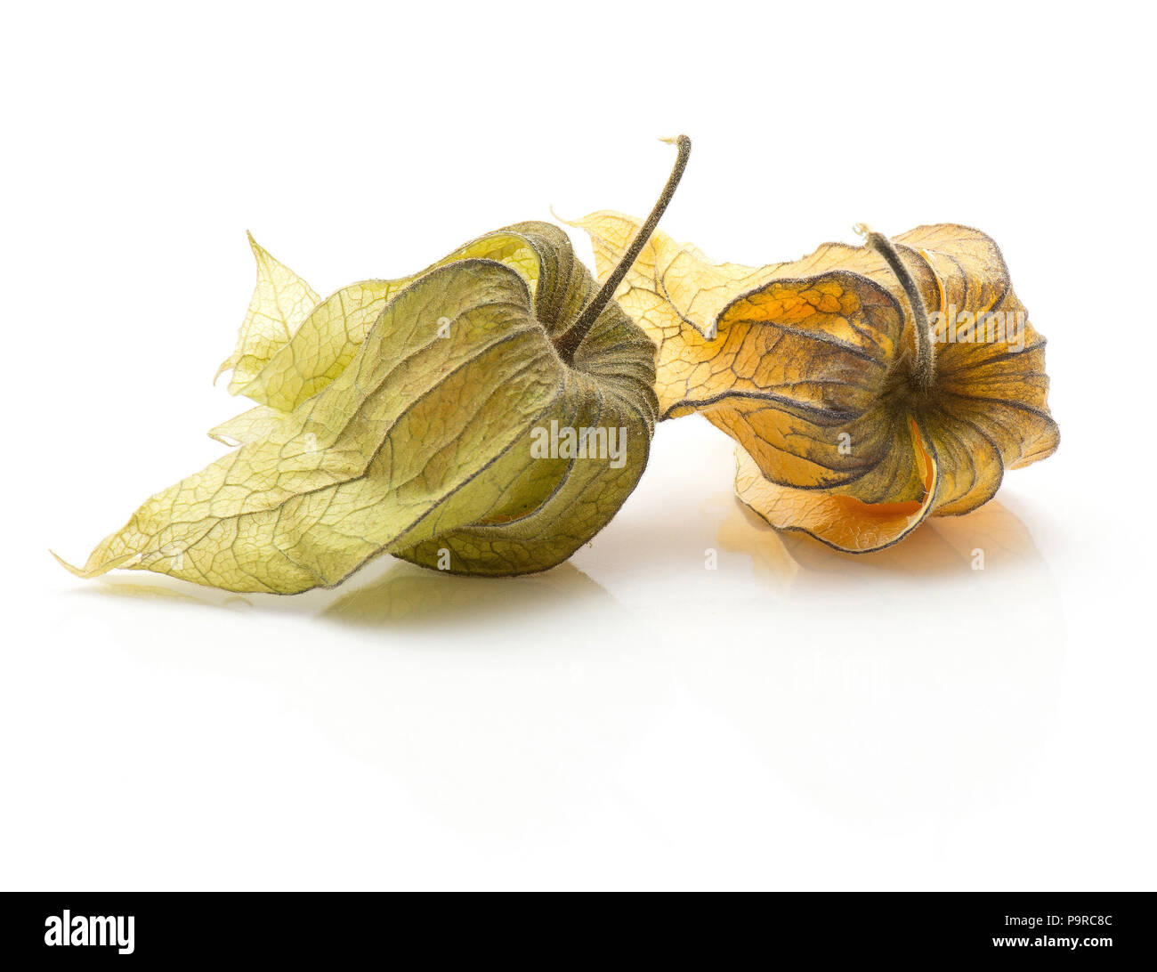 Two physalis isolated on white background Stock Photo - Alamy