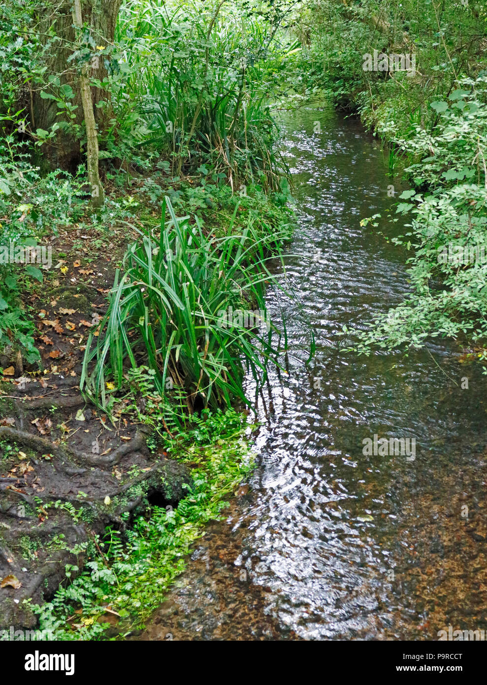 Drains to river ant hi-res stock photography and images - Alamy