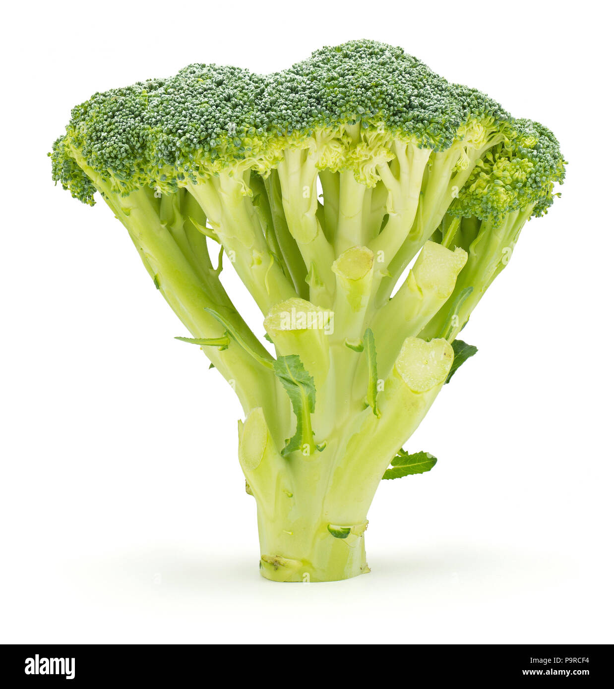 Fresh broccoli isolated on white background one tree head Stock Photo ...