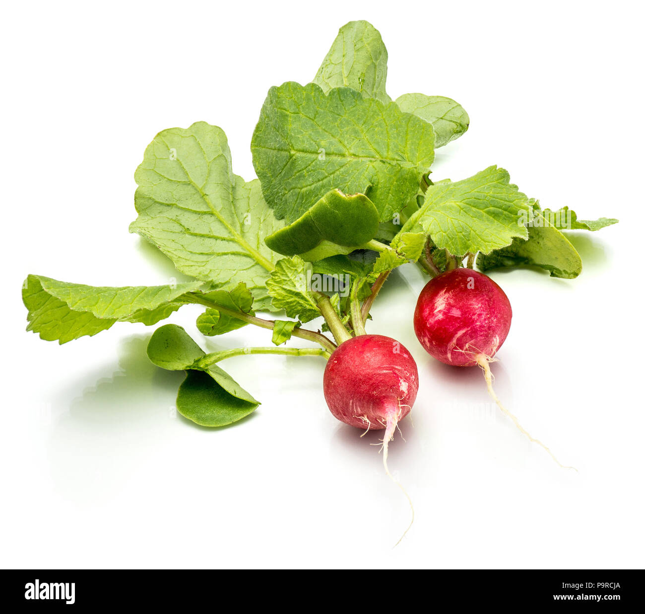 Two whole red radish with fresh green leaves isolated on white ...