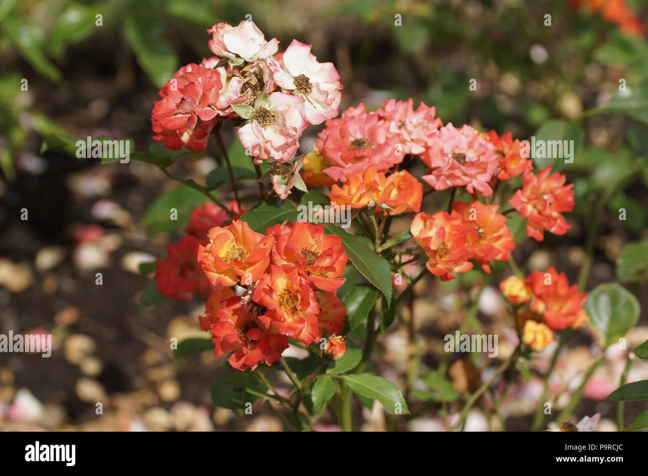 Rumba hi-res stock photography and images - Alamy