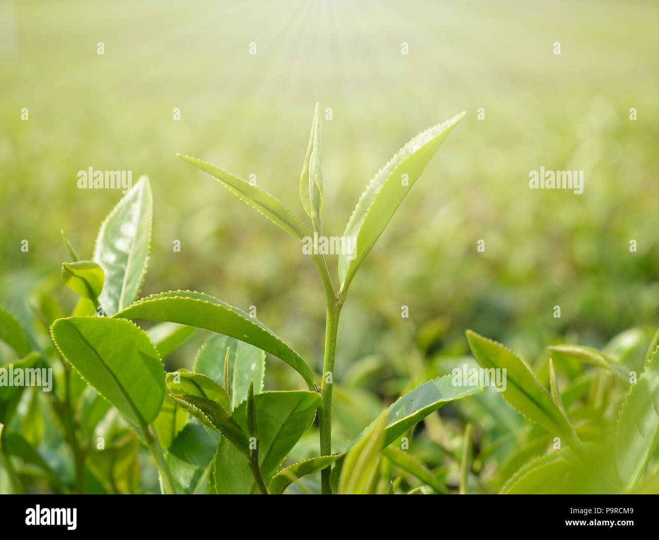 Green tea bud and leaves Stock Photo - Alamy
