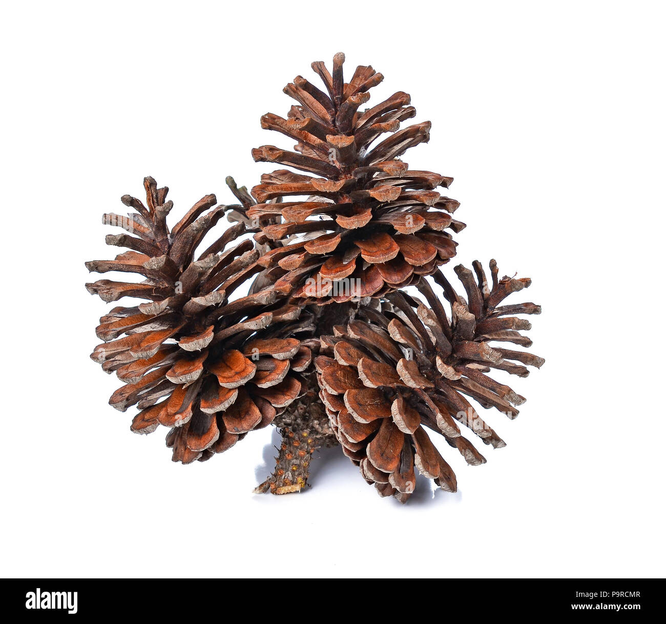 Big set of cones various coniferous trees isolated on white Stock Photo ...