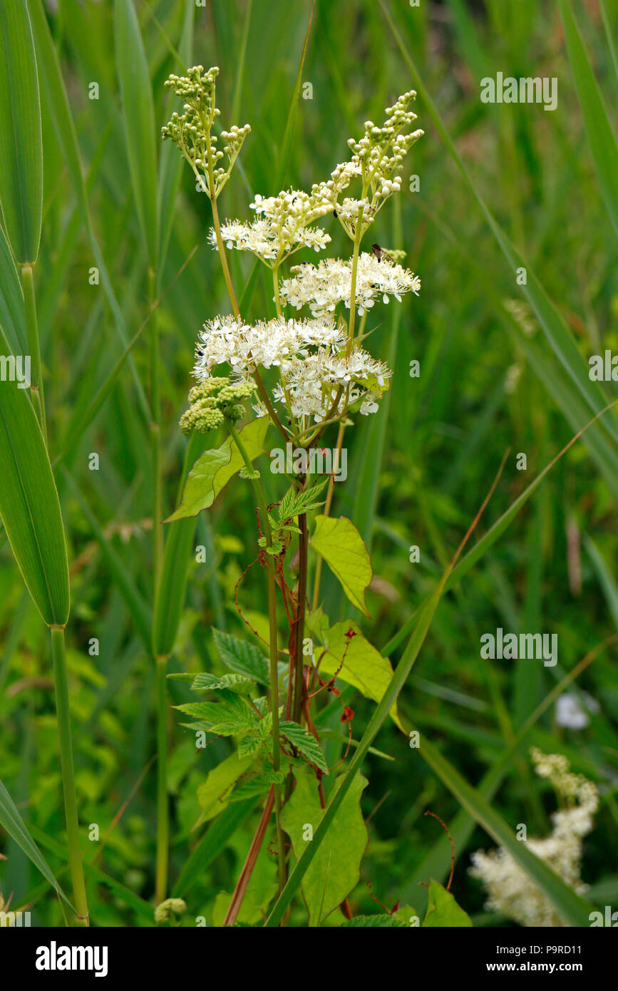Norfolk filipendula hi-res stock photography and images - Alamy