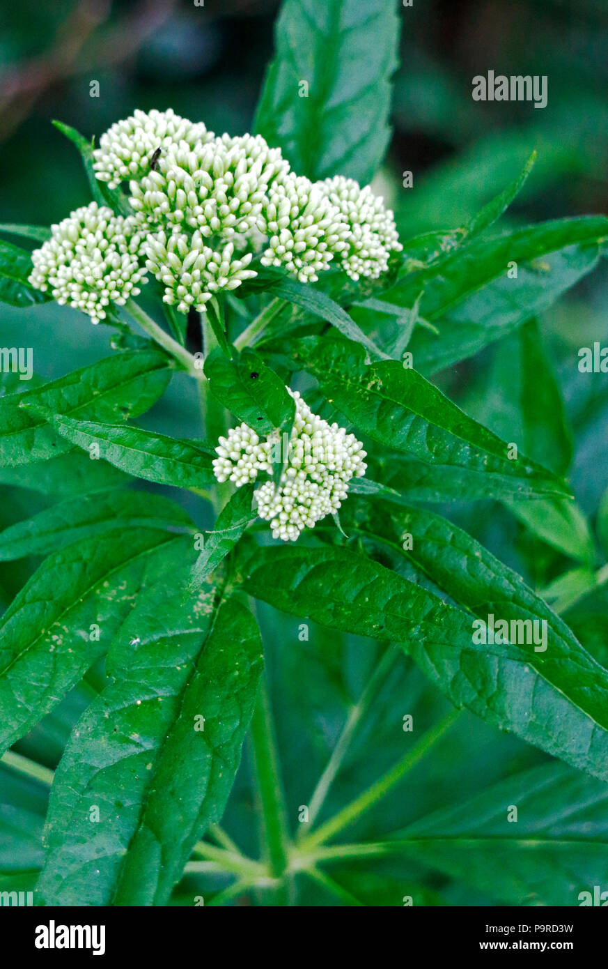 Dwarf elder hi-res stock photography and images - Alamy