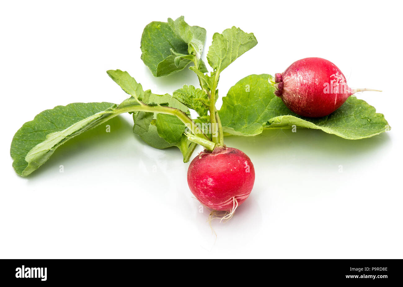 Two bulbs of red radish with leaves isolated on white background Stock ...