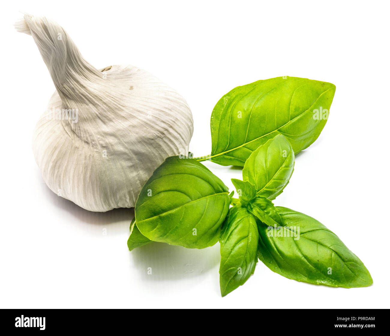 Whole porcelain garlic and fresh green basil leaves isolated on white ...