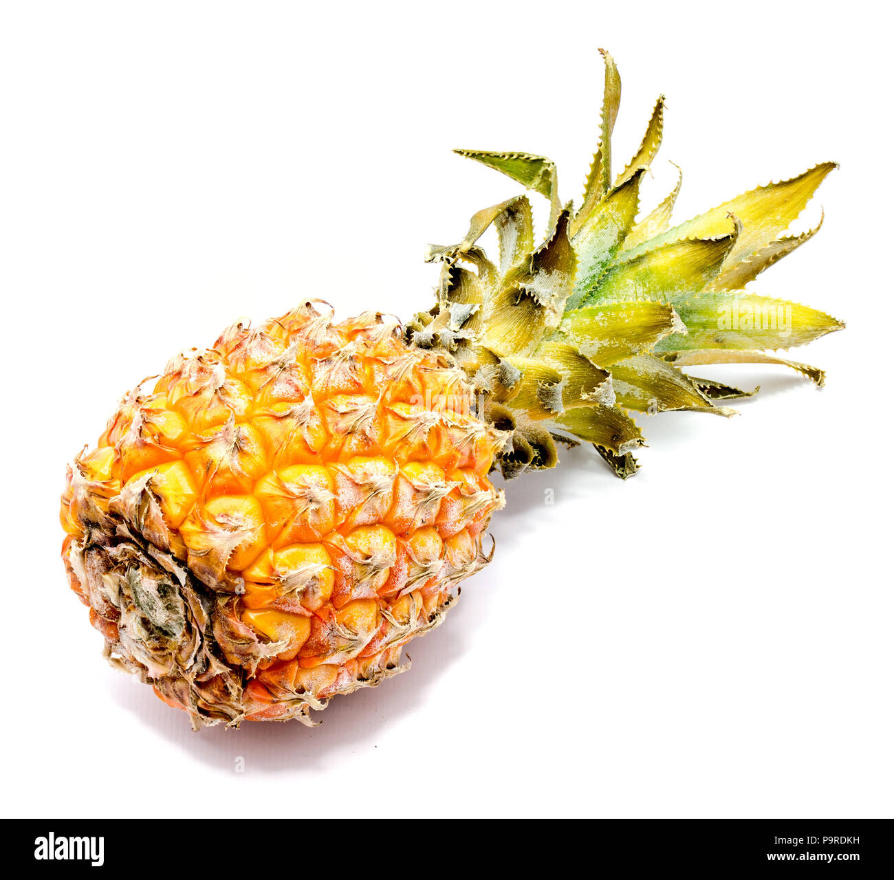 Cone shaped leaves Cut Out Stock Images & Pictures - Alamy