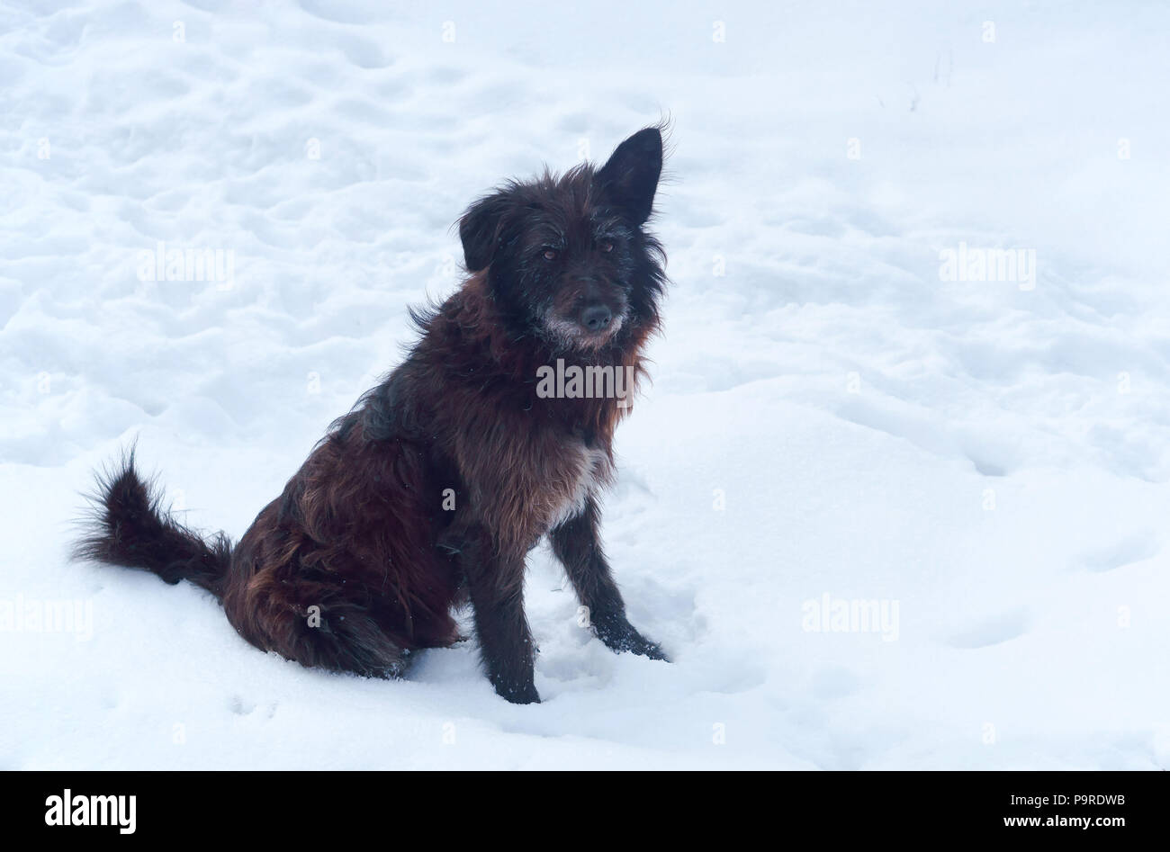 Homeless in snow hi-res stock photography and images - Alamy