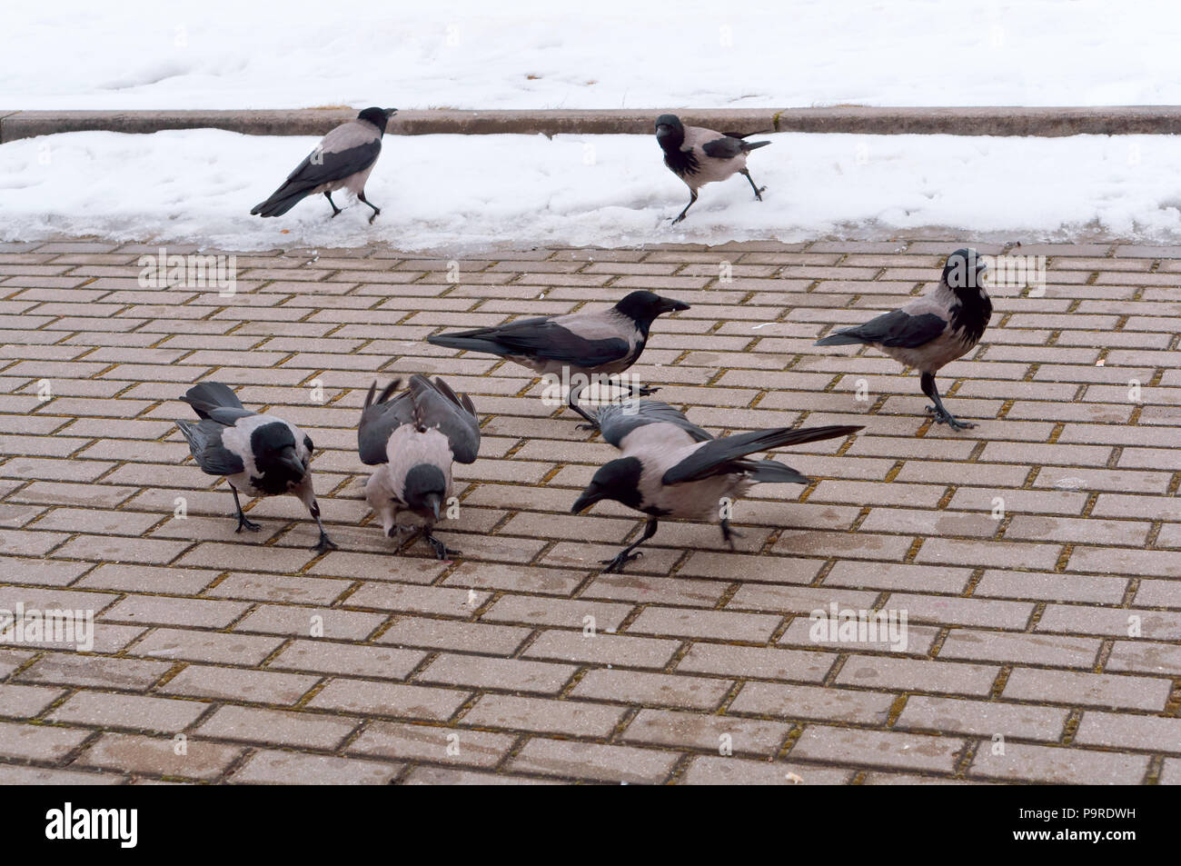 Birds black crows hi-res stock photography and images - Alamy