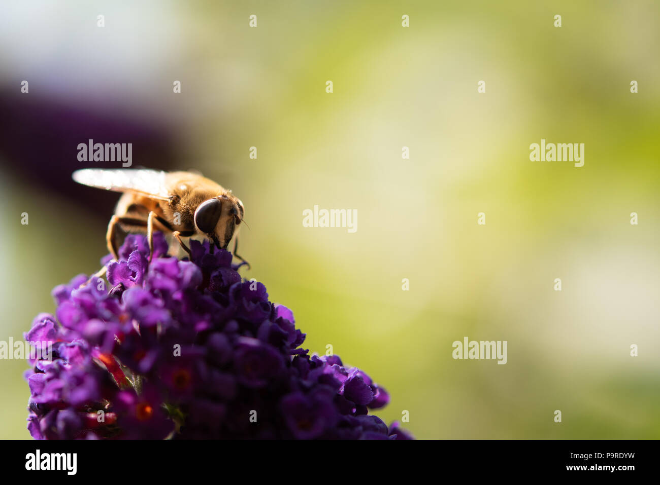 Essential to pollination hi-res stock photography and images - Alamy