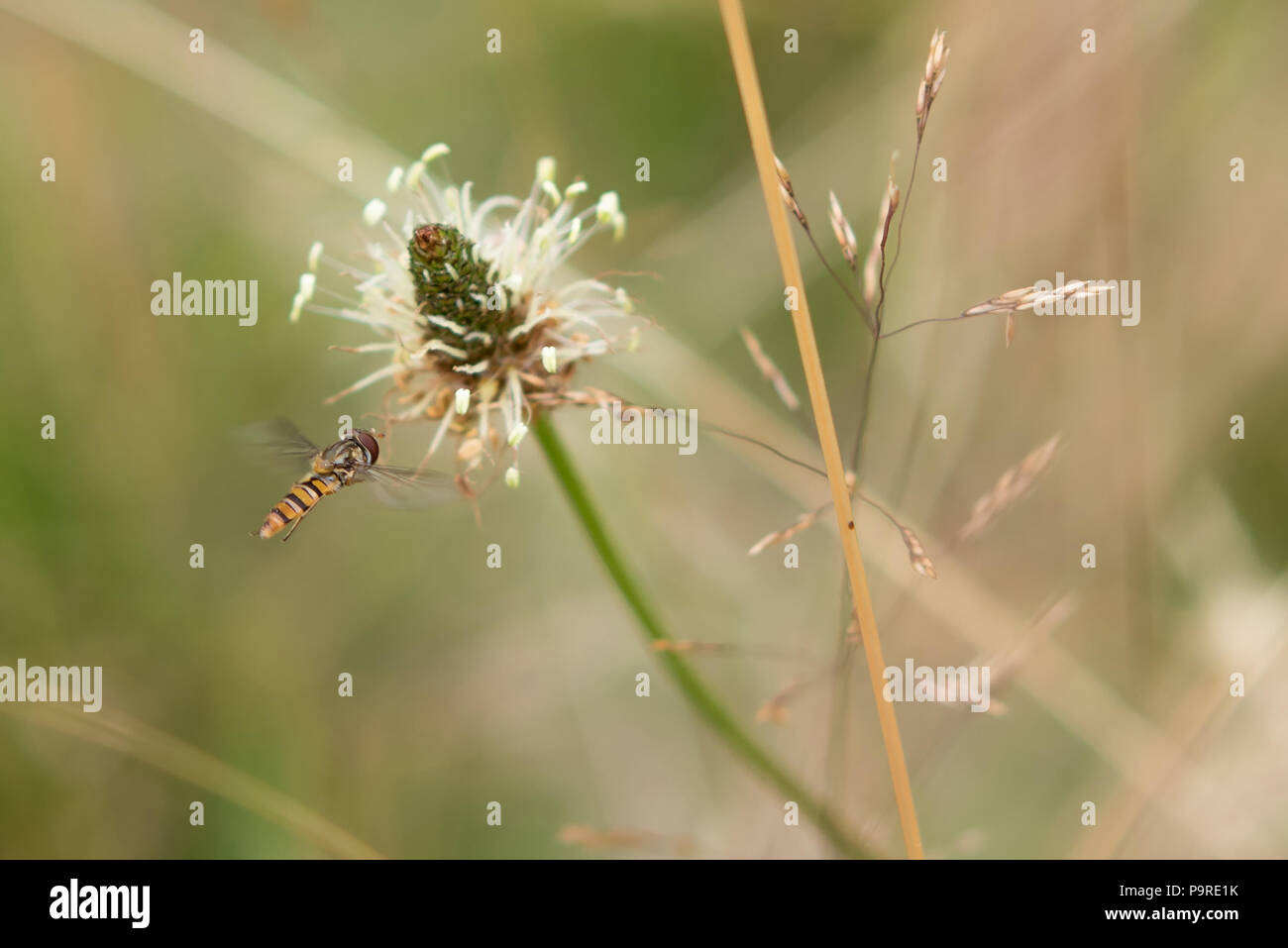 Hovering Insect High Resolution Stock Photography and Images - Alamy