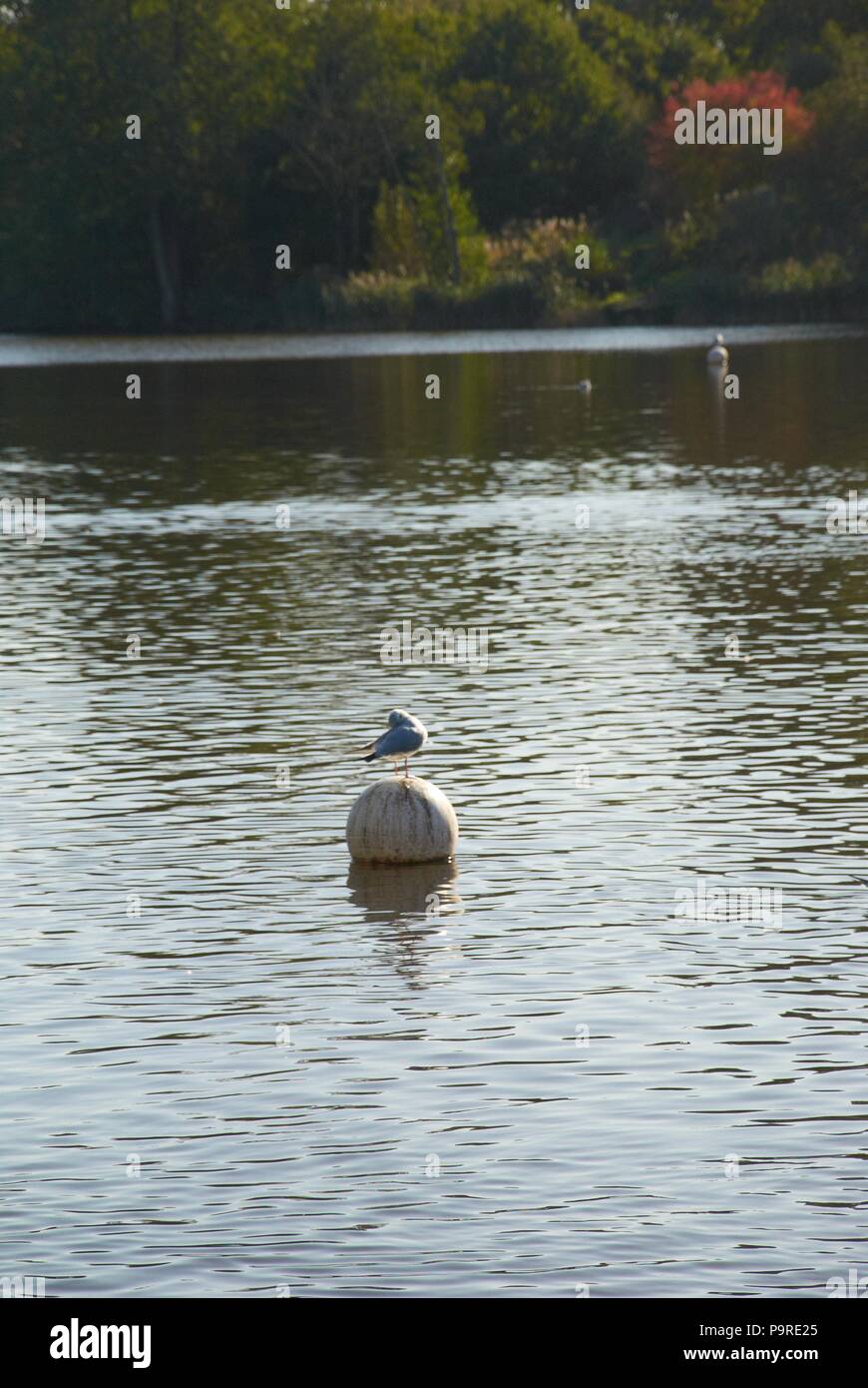 Landscapes , Flowers and wildlife Stock Photo - Alamy