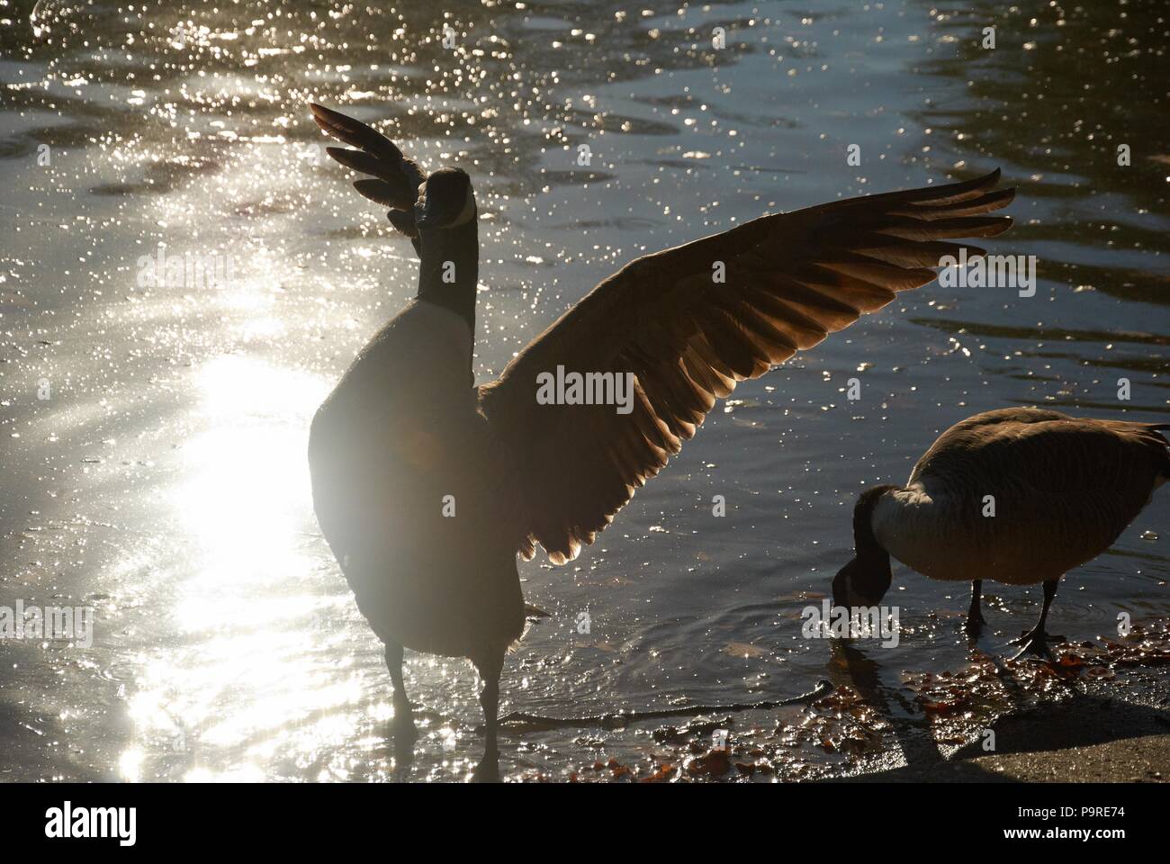 Landscapes , Flowers and wildlife Stock Photo - Alamy