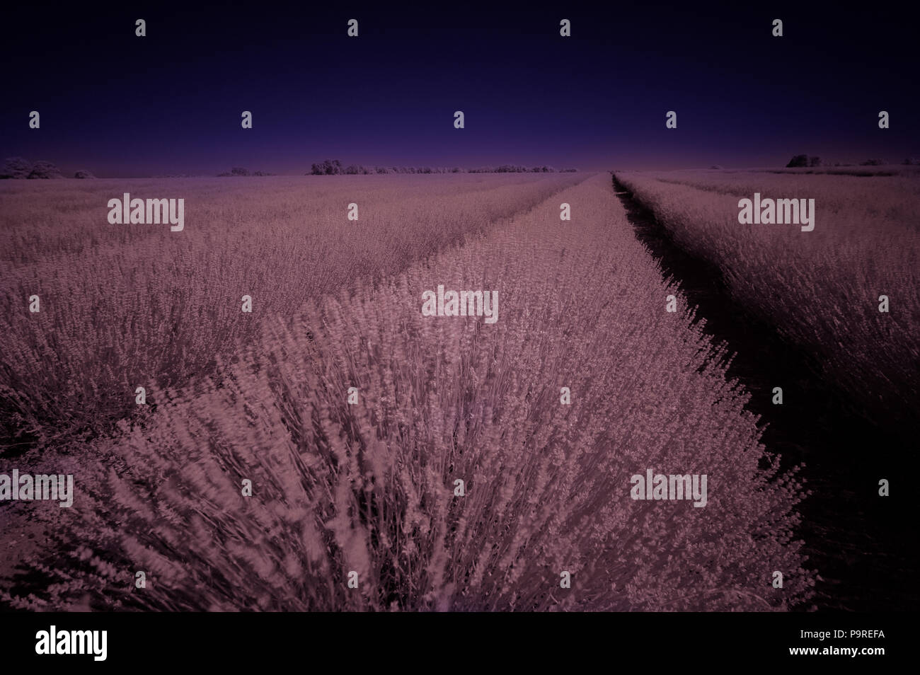 Infrared landscape of Kent lavender fields at wavelength 720nm with ...