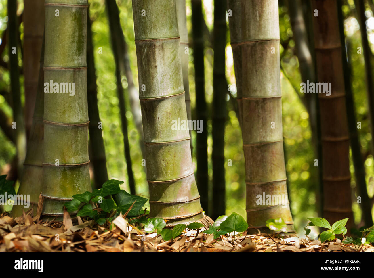 Bamboo into the ground,selective focus ,saturated colors ,high contrast ...