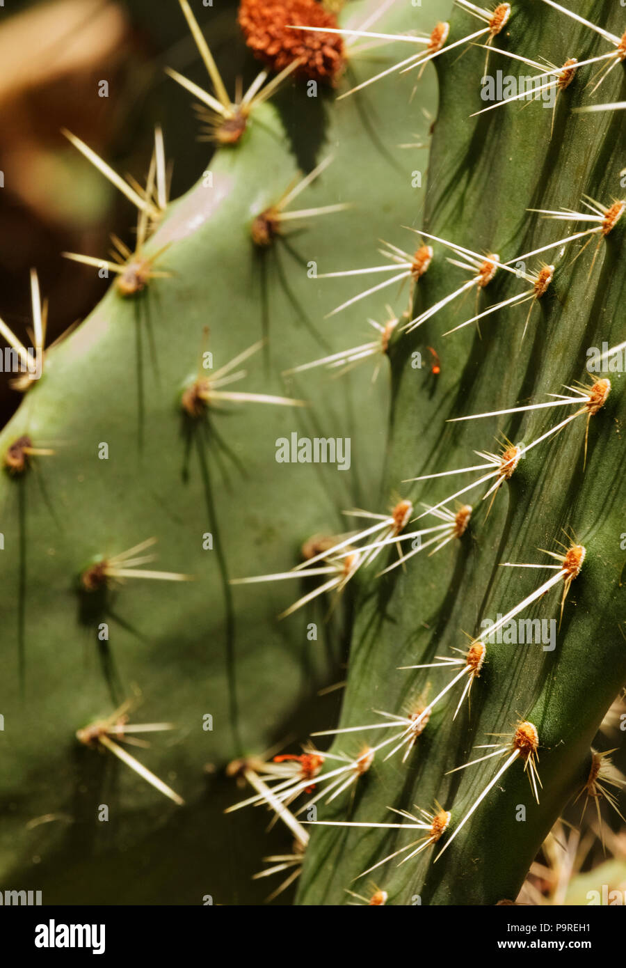 The sun casts long cactus spines shadows on the plant surface ,vertical ...