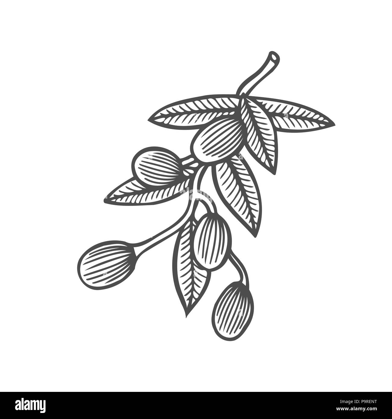 Mistletoe illustration, drawing, engraving ink line art vector Stock ...