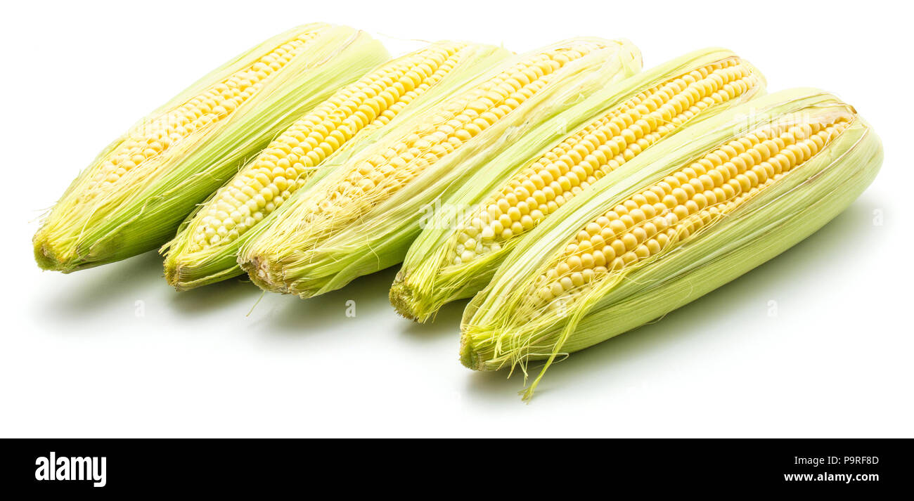 Fresh corn ears in row isolated on white background Stock Photo - Alamy