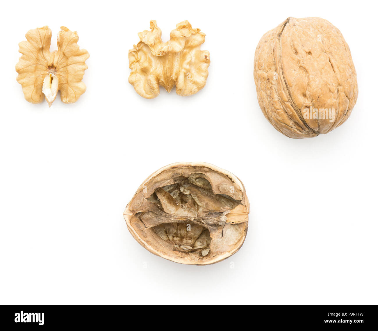 Walnut collection pattern top view isolated on white background one ...