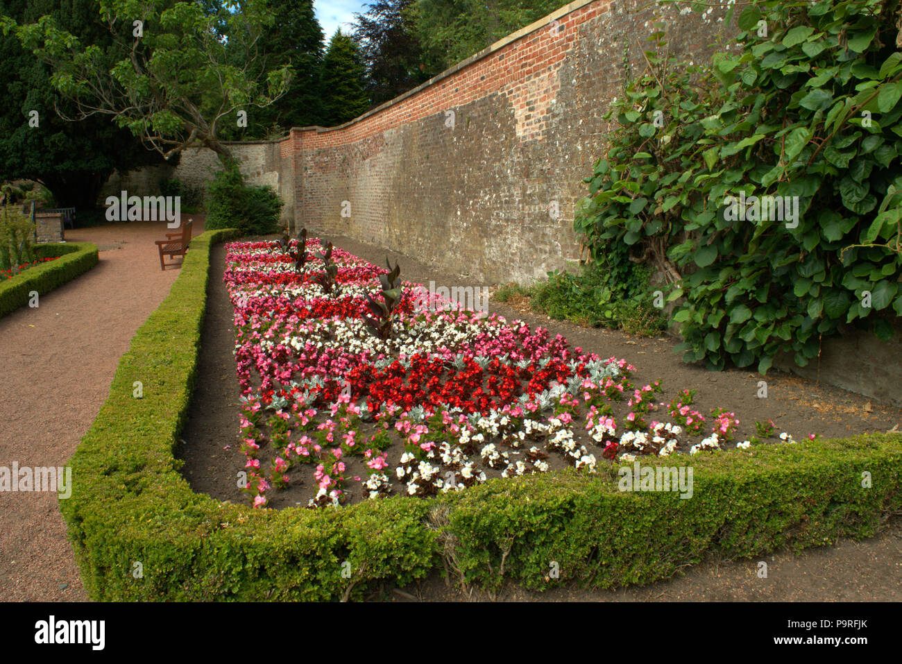 Begonias red garden border hi-res stock photography and images - Alamy