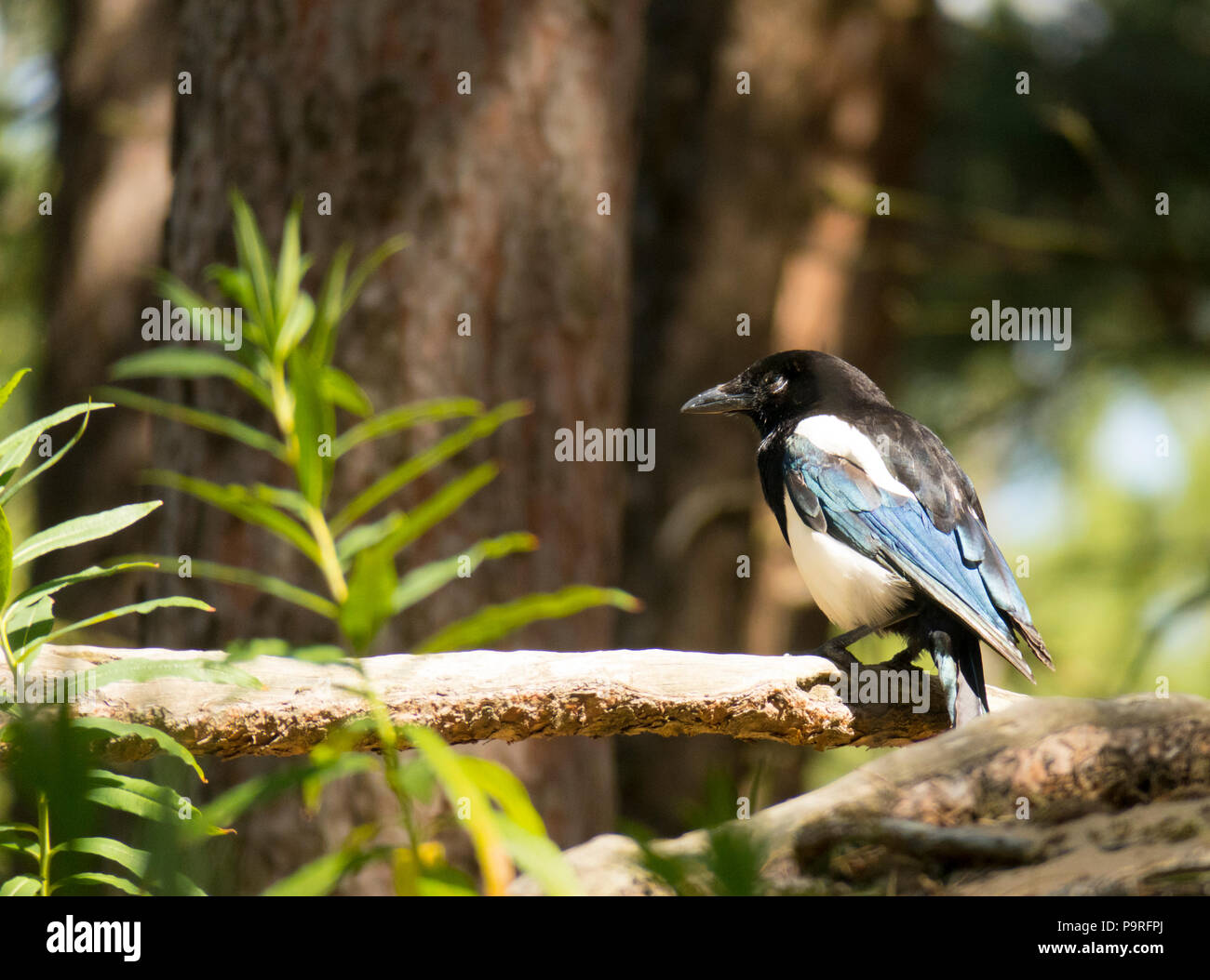 Magpie resting hi-res stock photography and images - Alamy