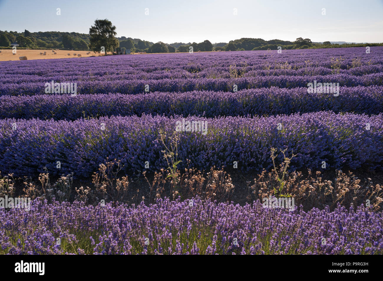 Lavender curves hi-res stock photography and images - Alamy