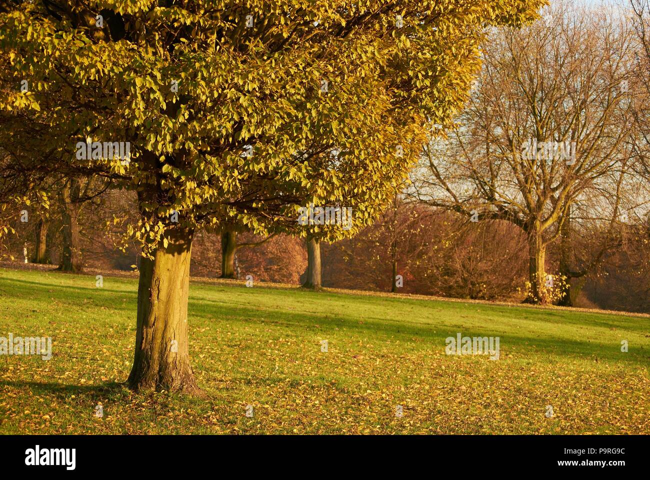 Landscapes , Flowers and wildlife Stock Photo - Alamy