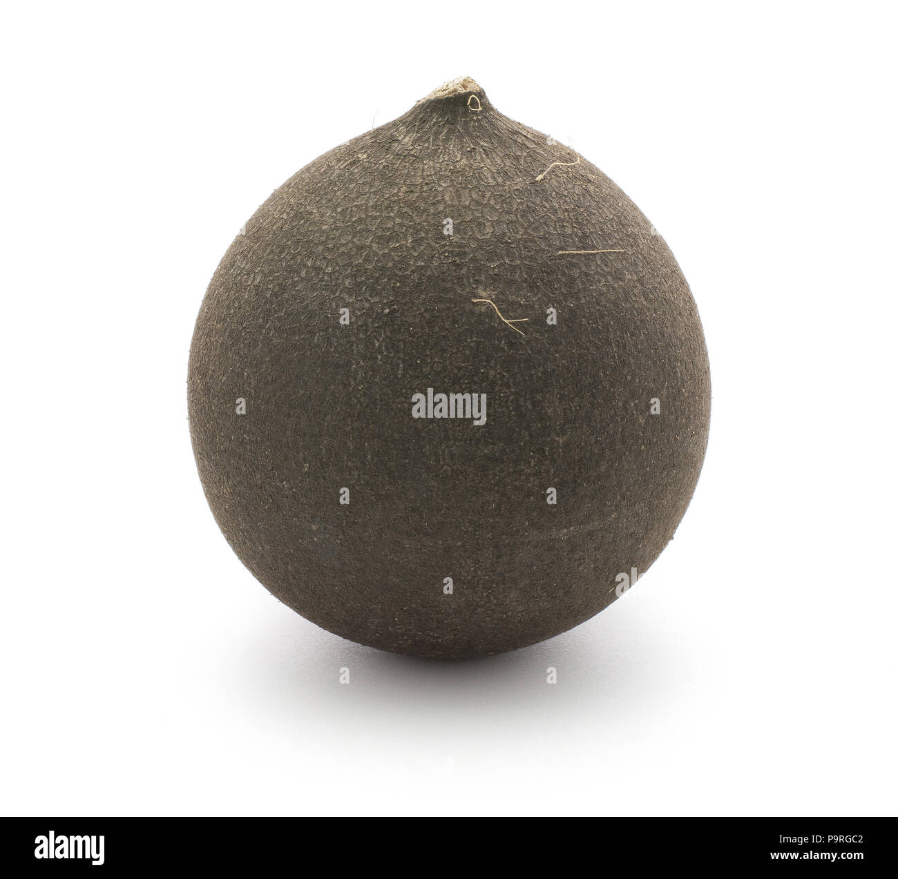 Black radish one fresh bulb root isolated on white background Stock ...