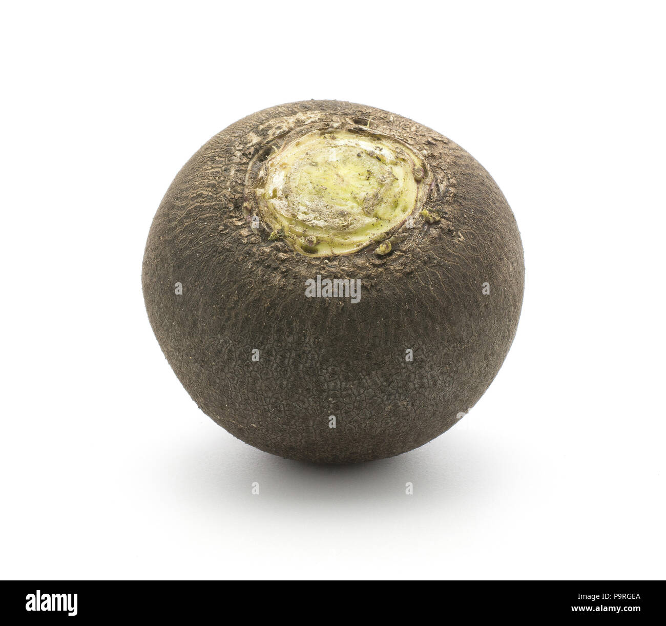 Black radish one bulb isolated on white background Stock Photo - Alamy