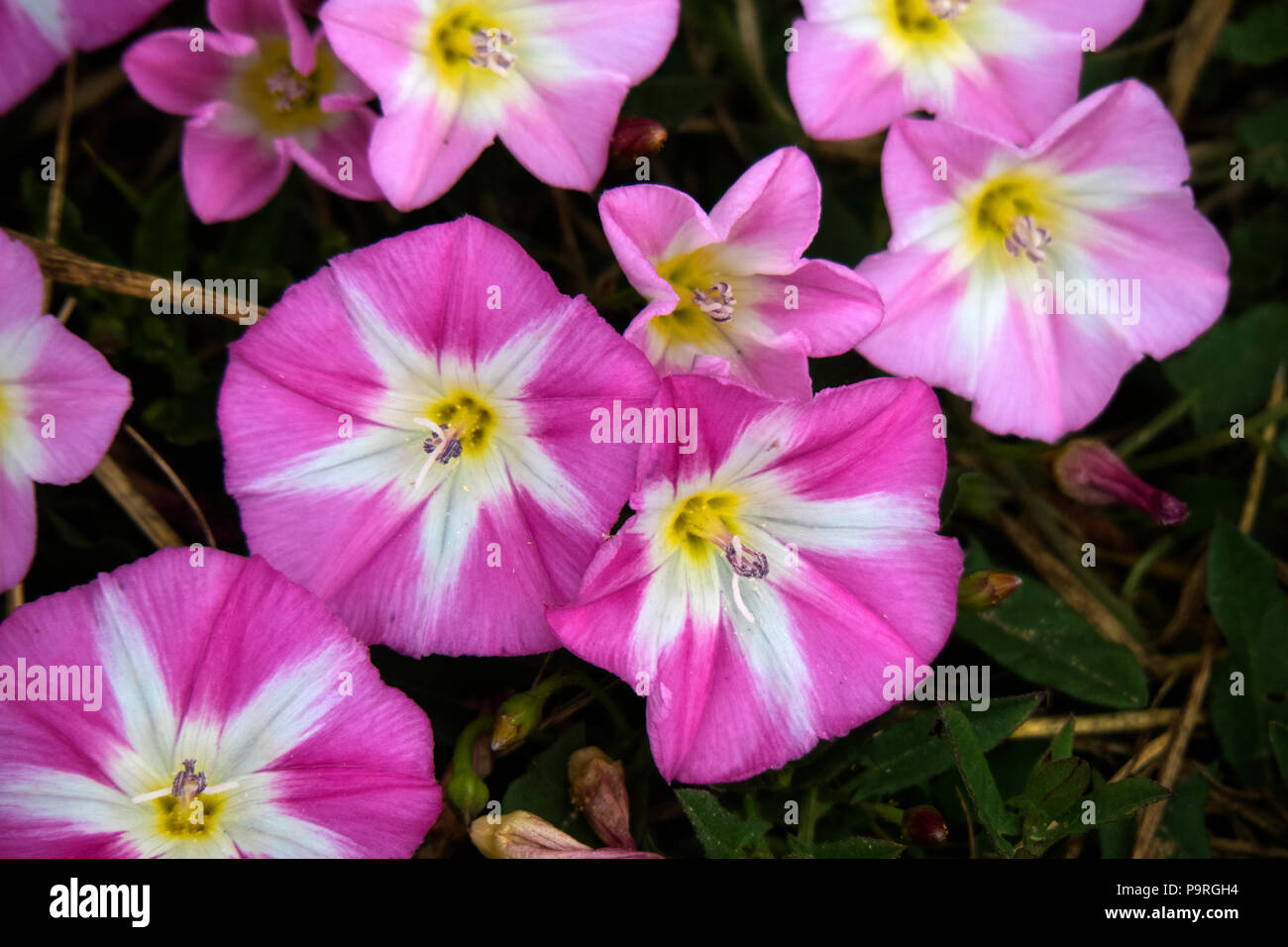 Field bindweed hi-res stock photography and images - Alamy
