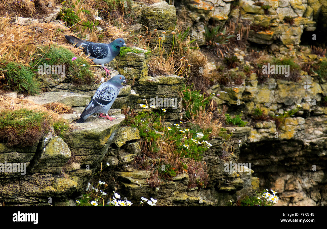 Rock doves hi-res stock photography and images - Alamy