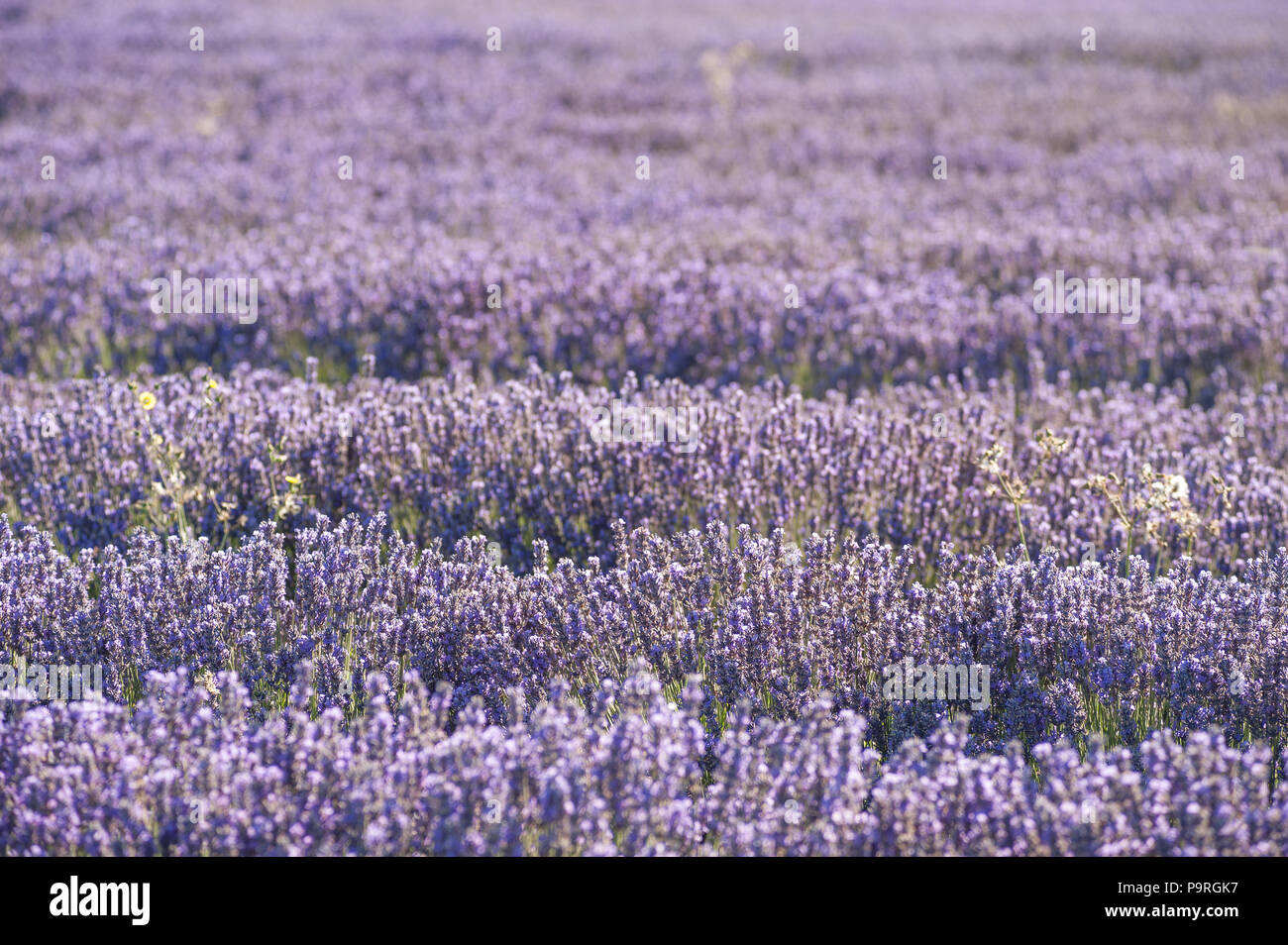 Lavender curves hi-res stock photography and images - Alamy