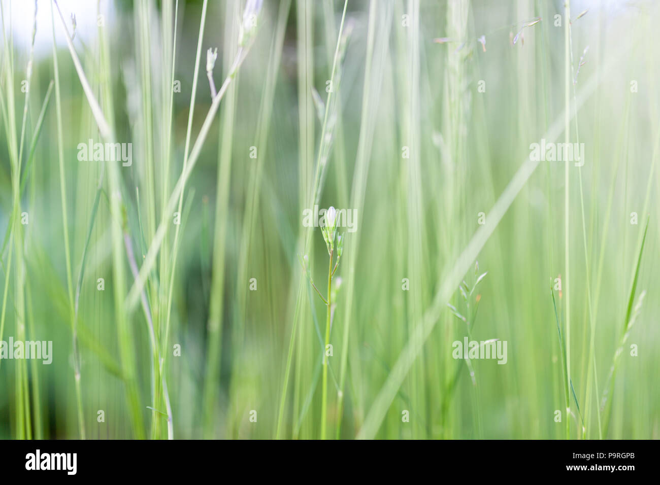 Backyard environment hi-res stock photography and images - Alamy