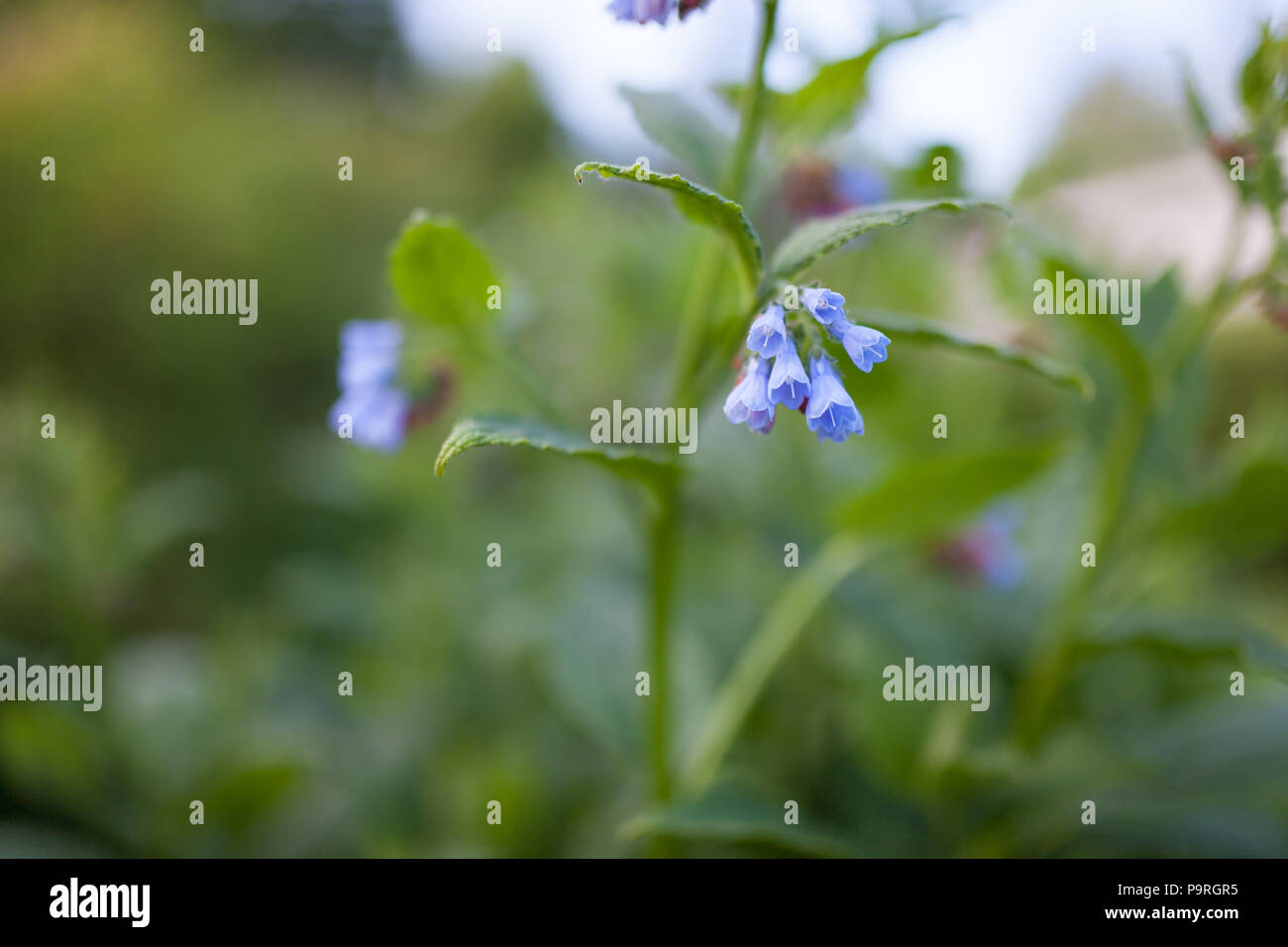 Small blue flower blooming Stock Photo - Alamy