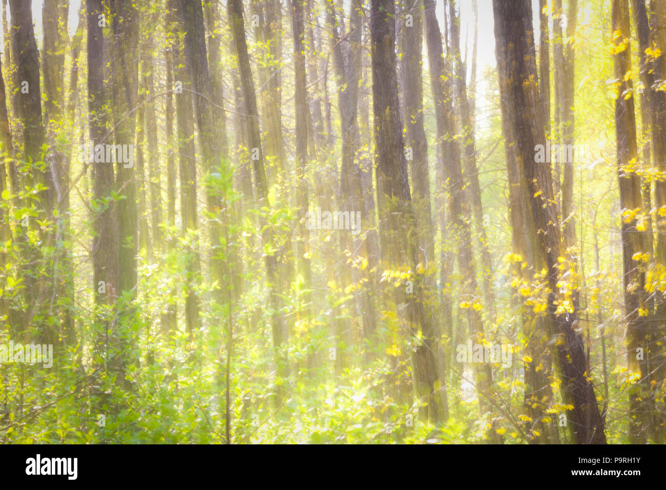 Common alder forest, Alnus glutinosa, beside the lake Vansjø, Østfold ...