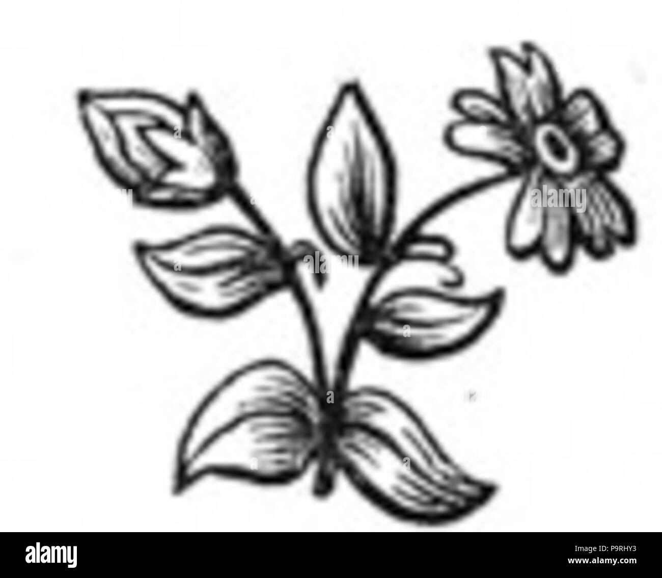 Flowering spring flower Black and White Stock Photos & Images - Alamy