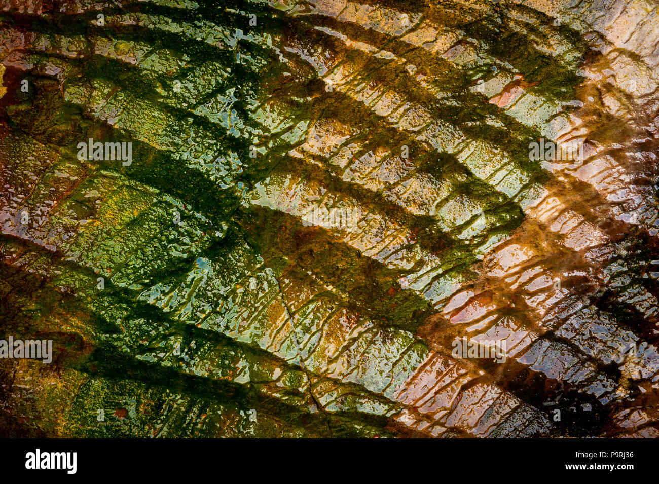 Wet colorful rock with algae at Sharktooth cove, north of Santa Cruz ...