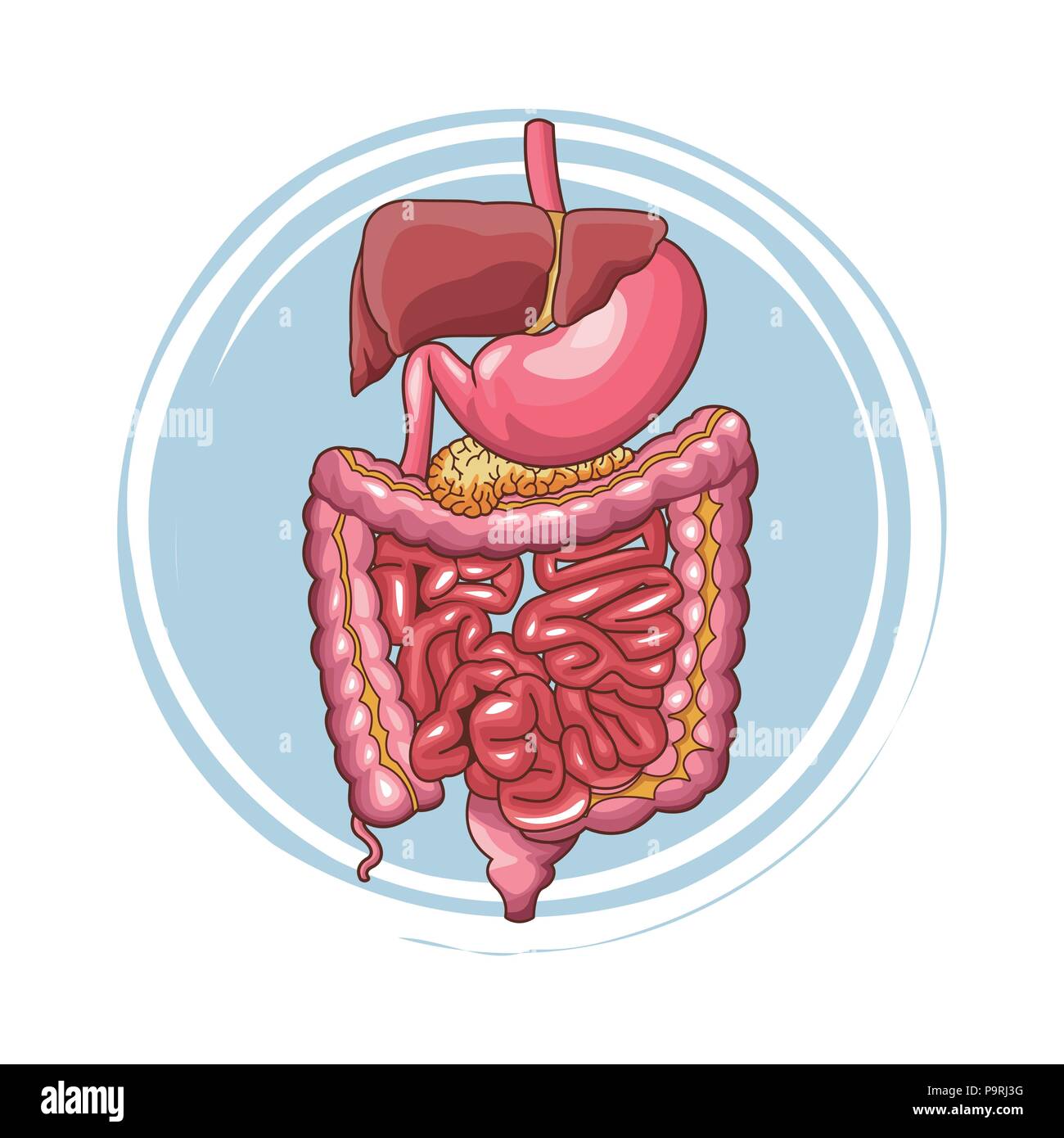 Digestive system human organs vector illustration graphic design Stock ...