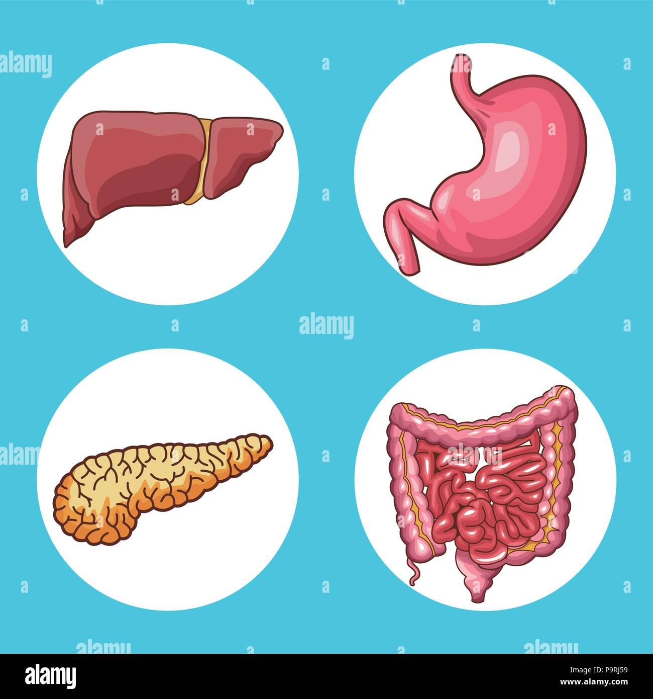 Digestive system organs round icons vector illustration graphic design ...