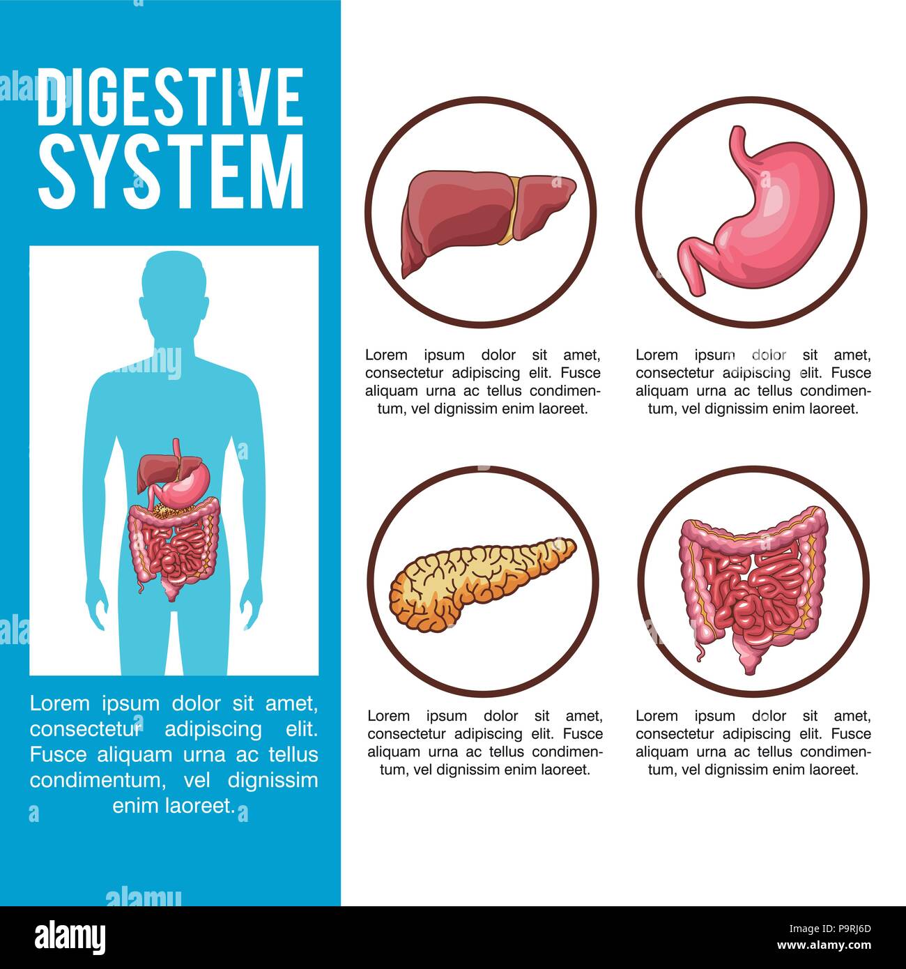 Digestive system infographic with information vector illustration ...