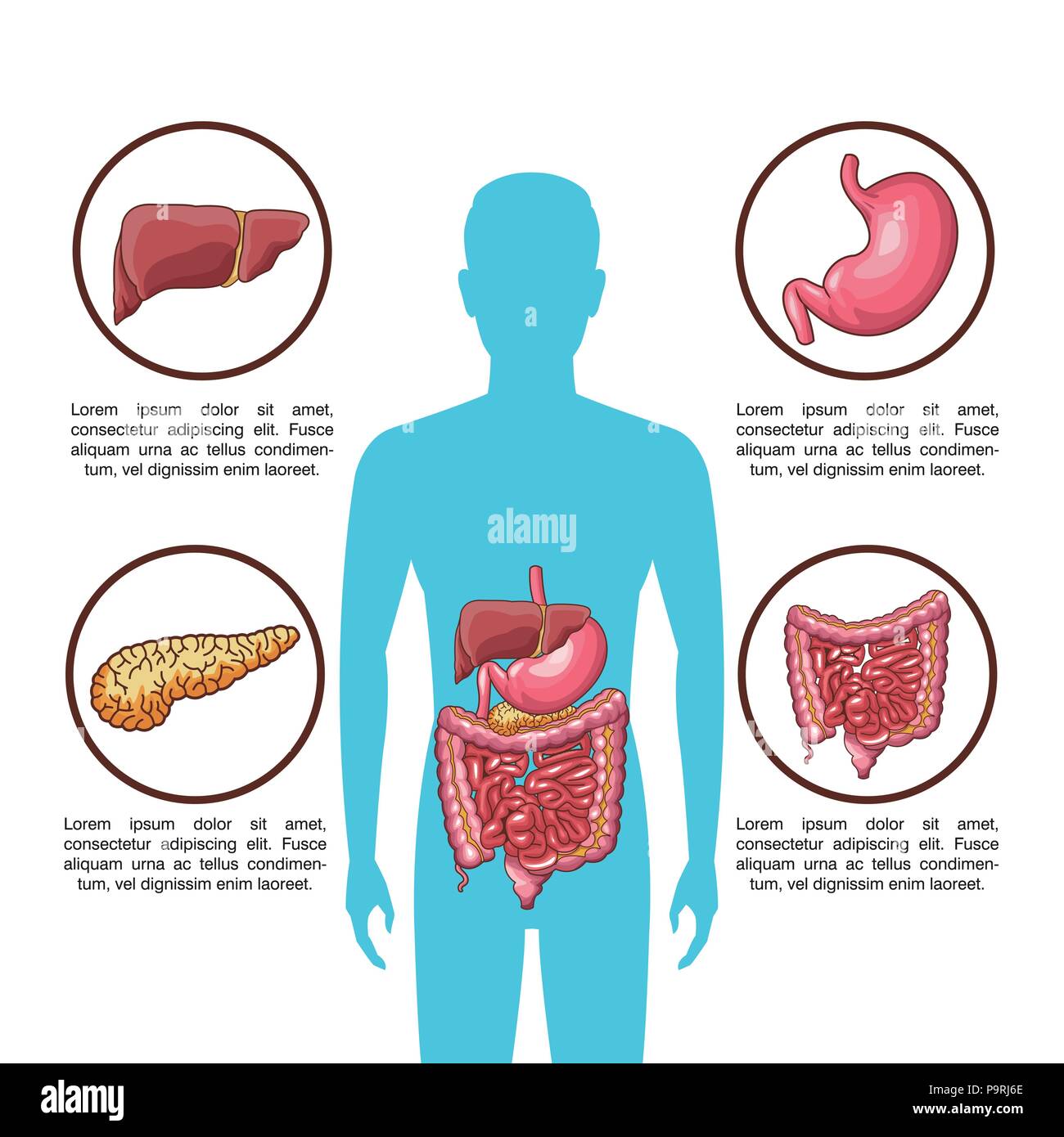 Digestive system infographic with information vector illustration ...